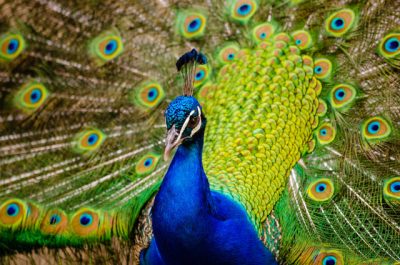 Burung Merak Ditetapkan Sebagai Burung Nasional India